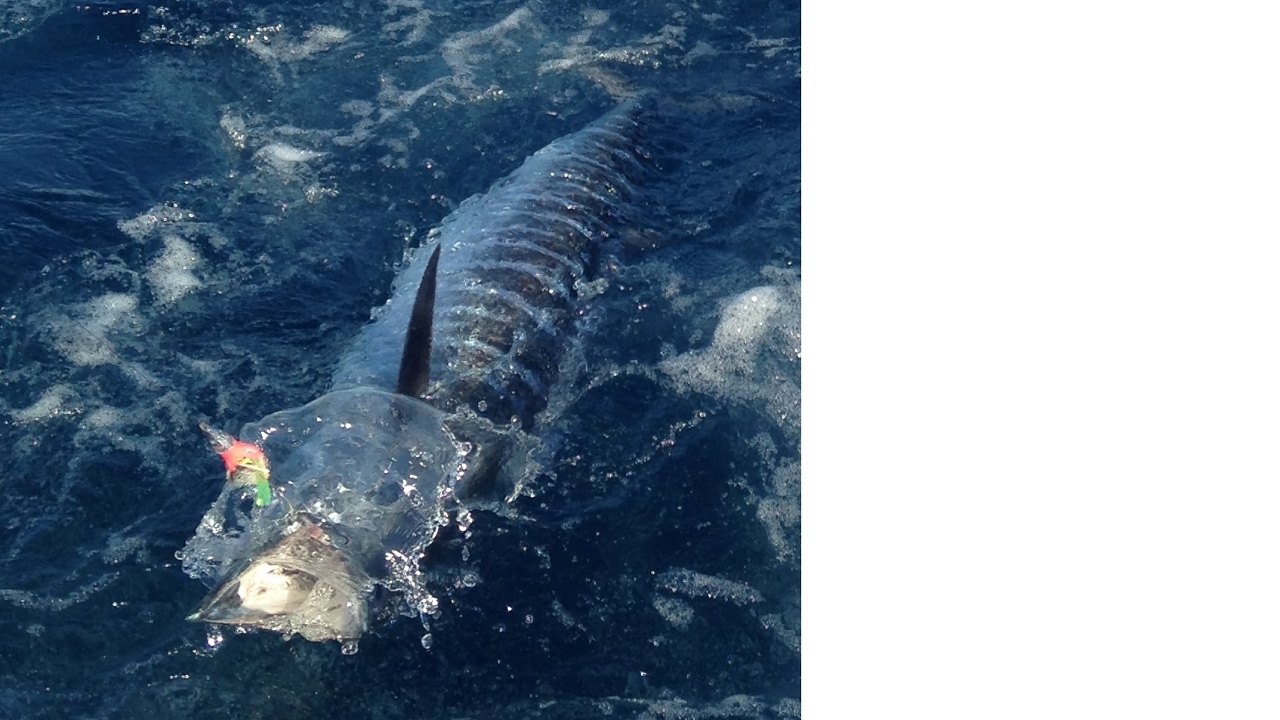 Monster Wahoo in the Bahamas - YouTube