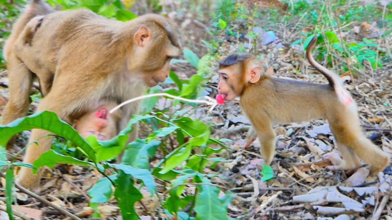 Wow...baby monkey SARO love candy so much. - YouTube