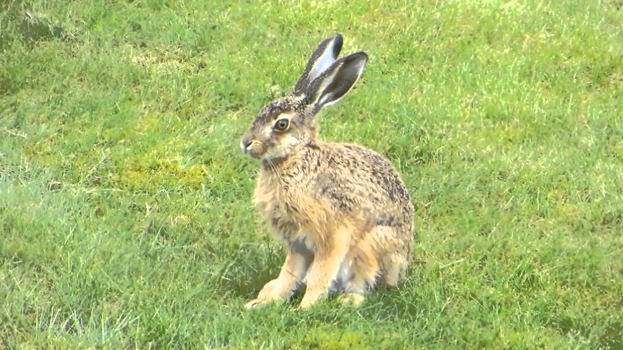 Brown Hare taking care of its fur - YouTube