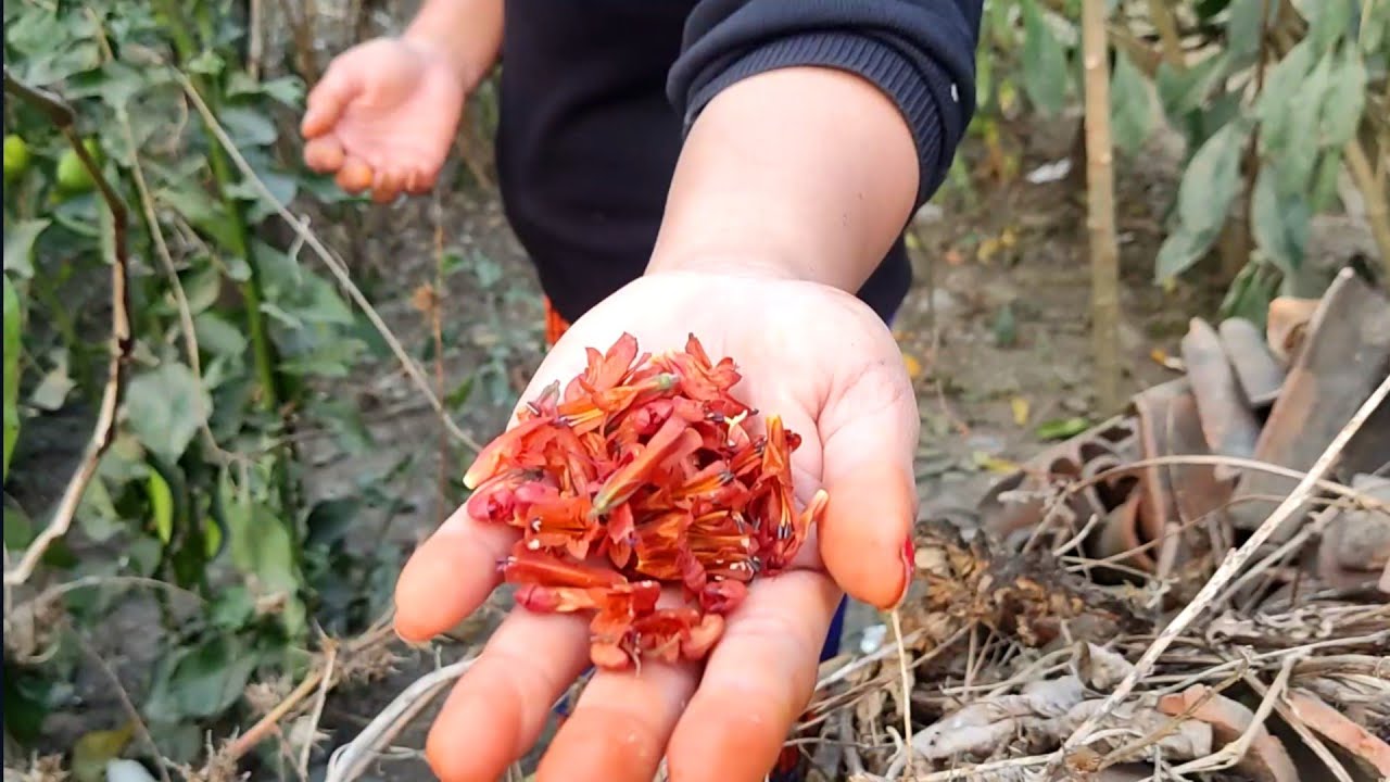 Chuwa ko phool recipe | chuwa recipe | tite phool recipe | Nepali pure ...