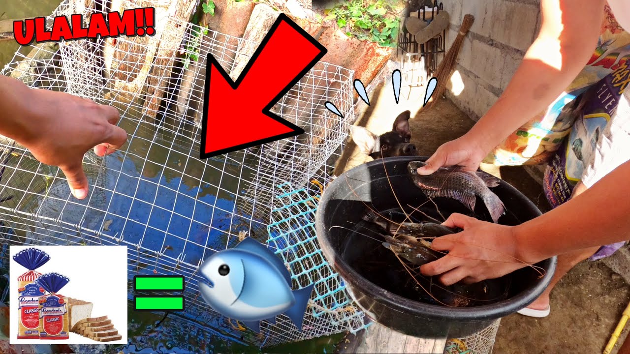 💩TA3 NG KALAPATI ISDA ANG NAHULI 🐟 TILAPIA, HIPONG, SUS0 at JANITOR ...