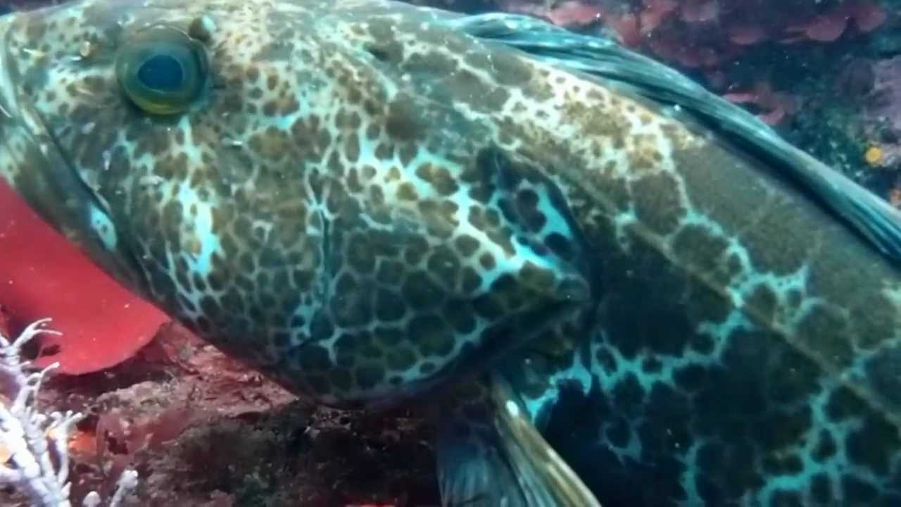 Lingcod Parasites - YouTube