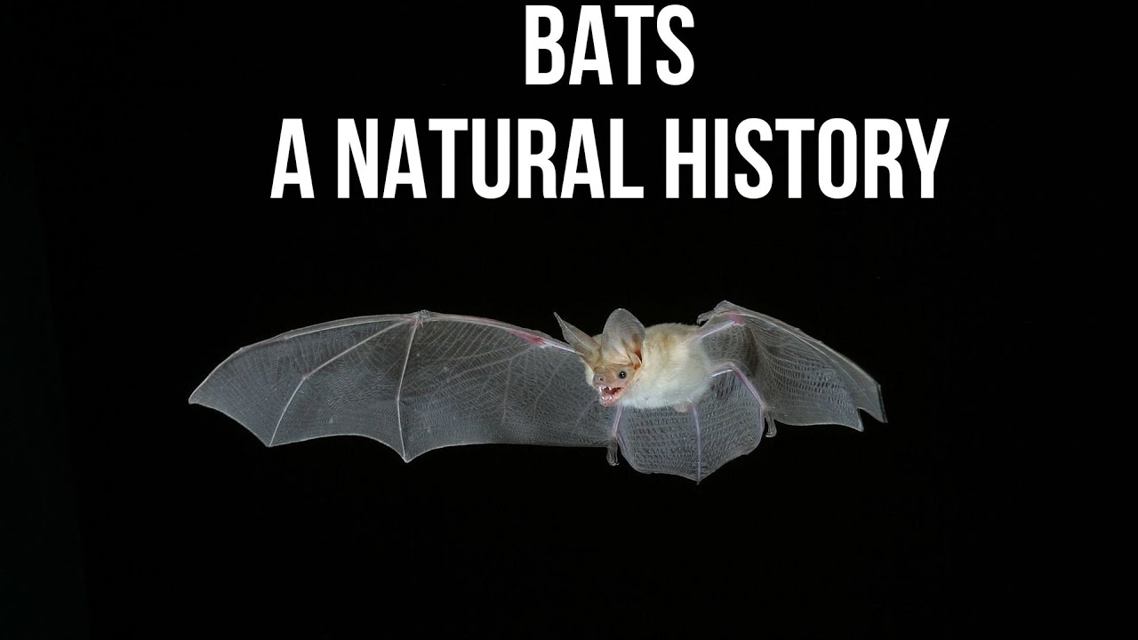 Bats A Natural History (Biology Anatomy and Species) - YouTube
