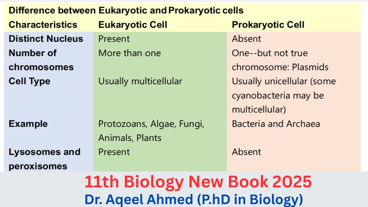 Difference Between Prokaryotic And Eukaryotic Cells | 11th Biology New ...