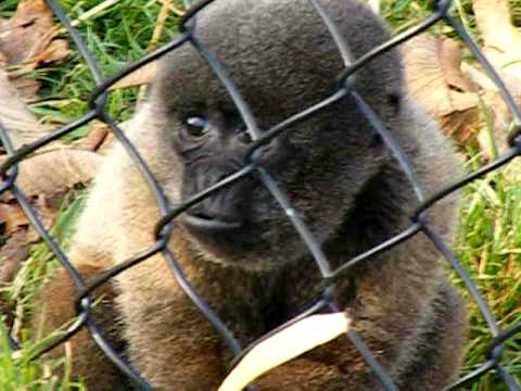 Baby Wooley Monkey from Monkey World - YouTube