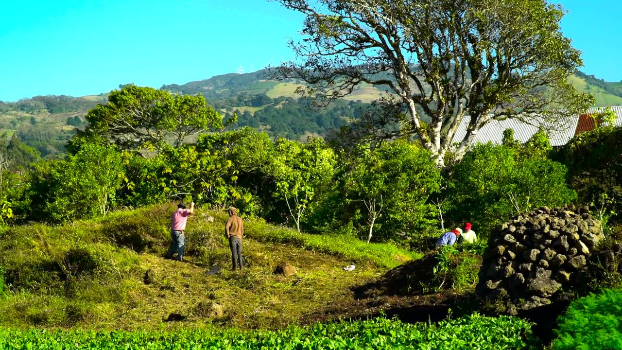 Prácticas agroecológicas, en la producción de hortalizas y vegetales ...