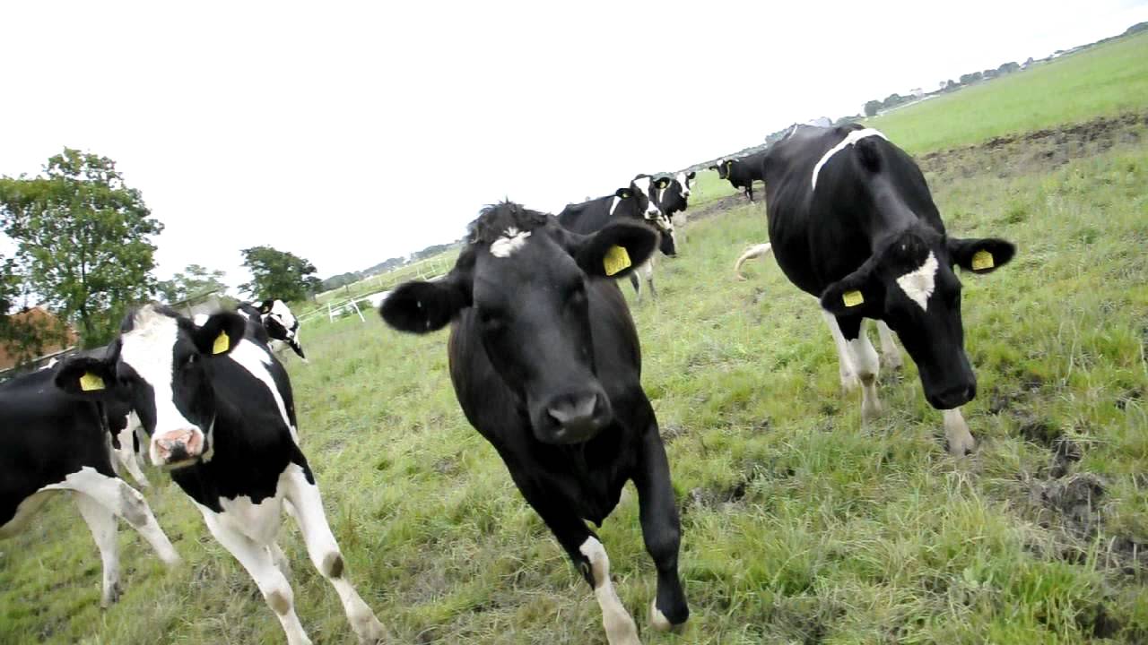 attacked by cows - YouTube