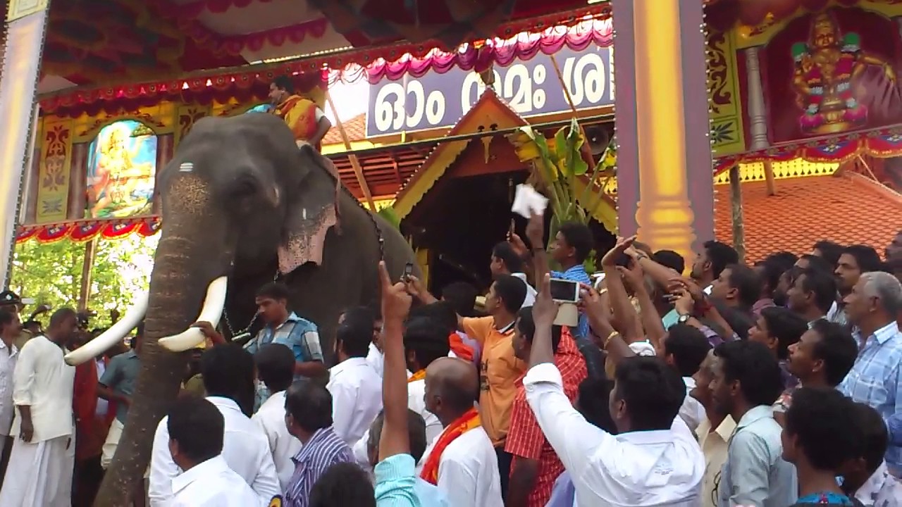 Trikkadavoor shivaraju in thirunakkara pakalpooram - YouTube