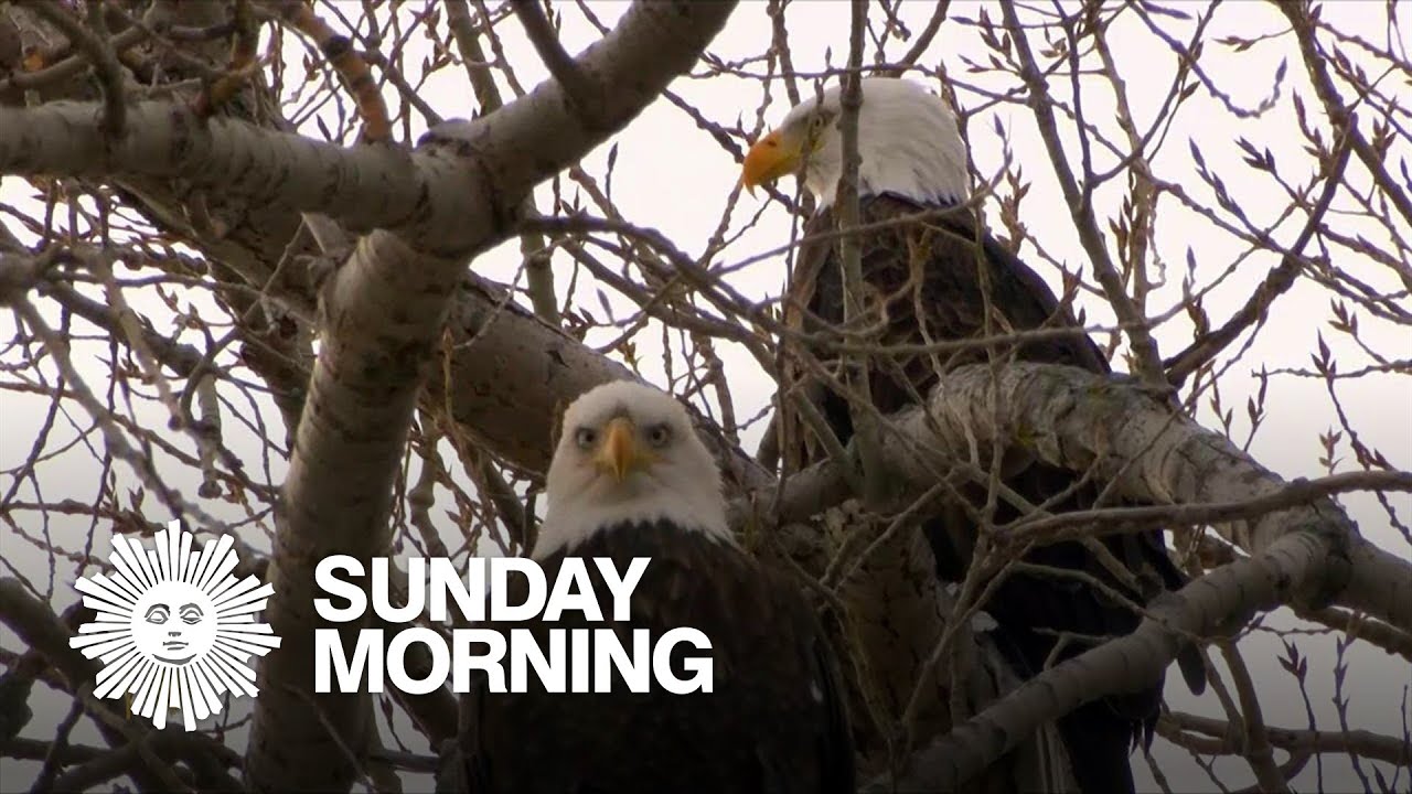 Nature: Eagles in Nebraska - YouTube