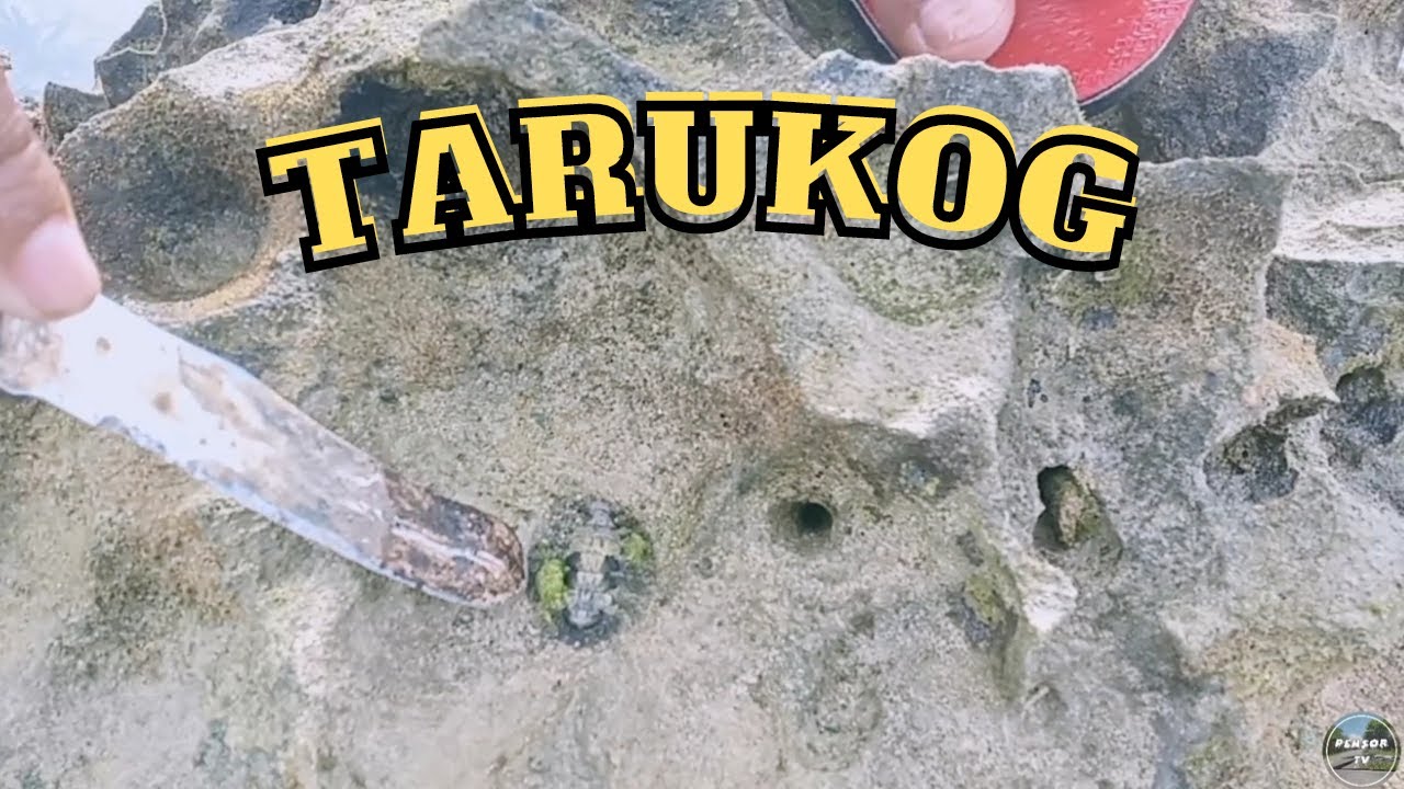 PENSOR TV | TARUKOG | CATCH & COOK | BUHAY MANGINGISDA | BUHAY ...