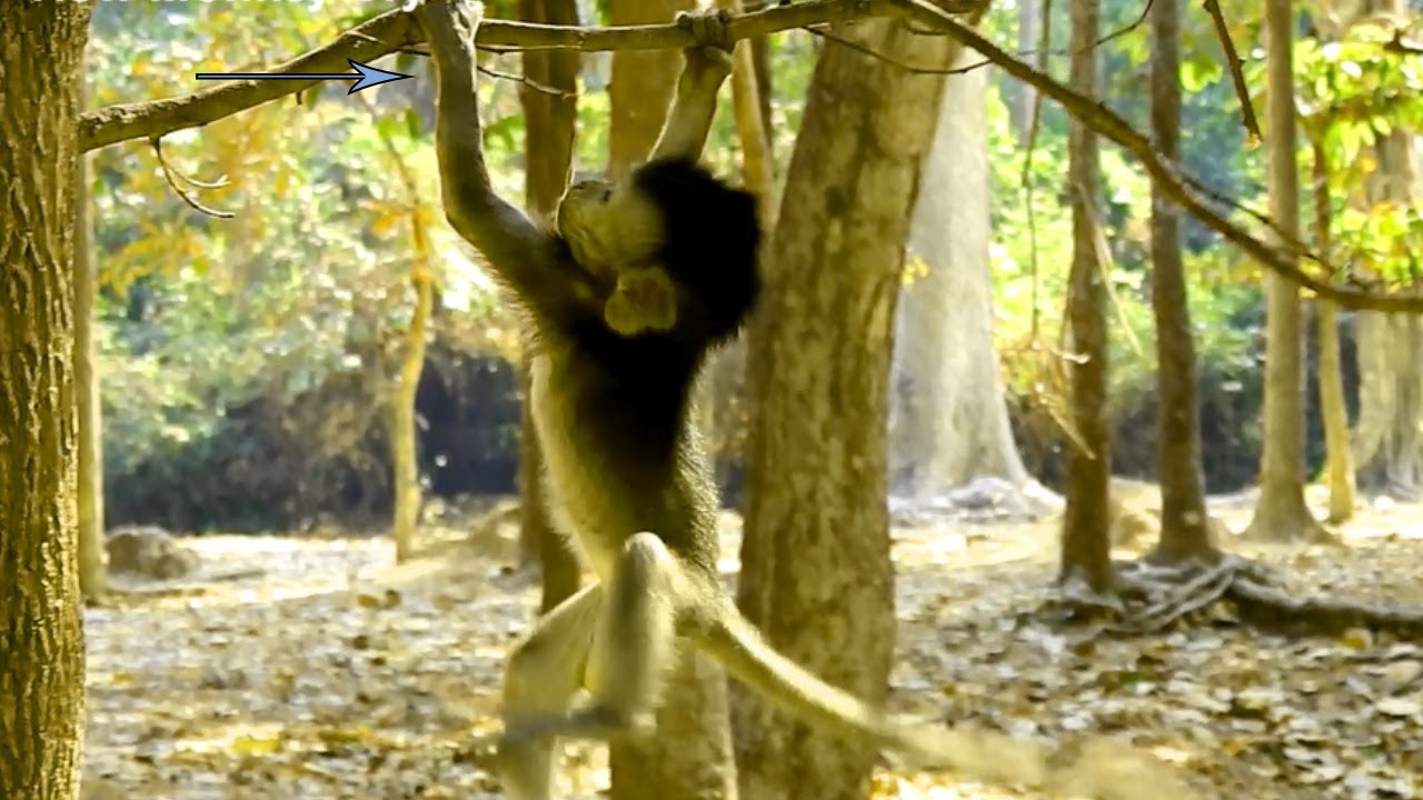 OMG! Baby Monkey Jayden Training How To Climb Up& Clinging The Tree So ...