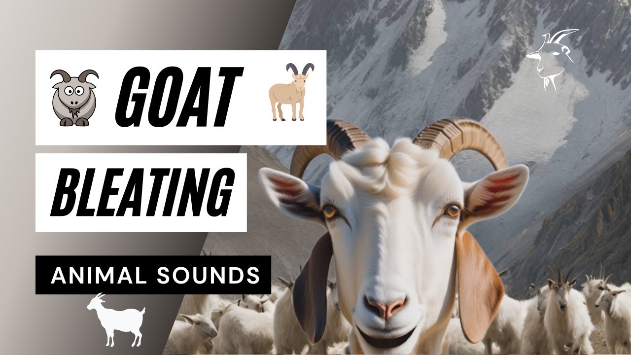 Animal Sounds: Goat Bleating - the animal sounds / 🐐🐐🐐 sound effect ...