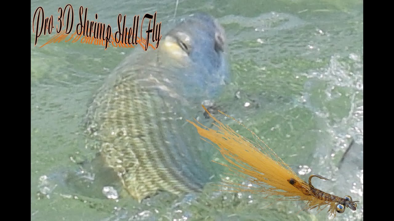 Pro 3D Shrimp Shell Fly - YouTube