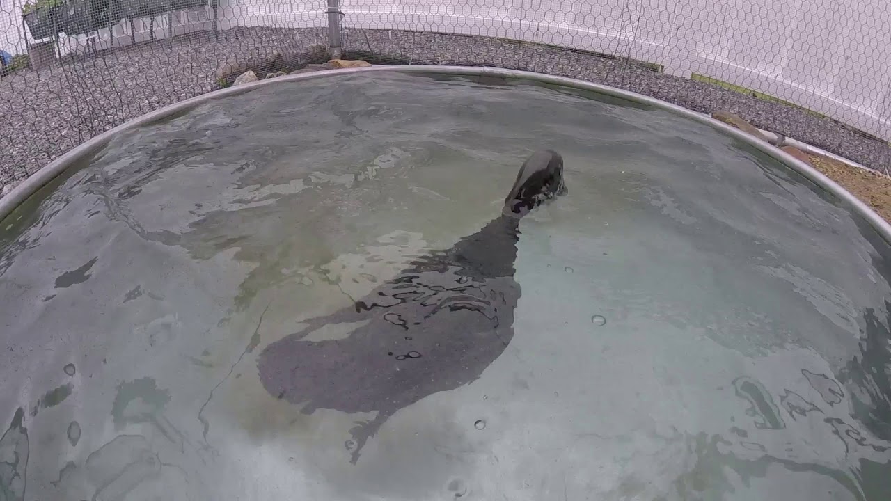 Shadow the Cayuga duck flying and diving - YouTube
