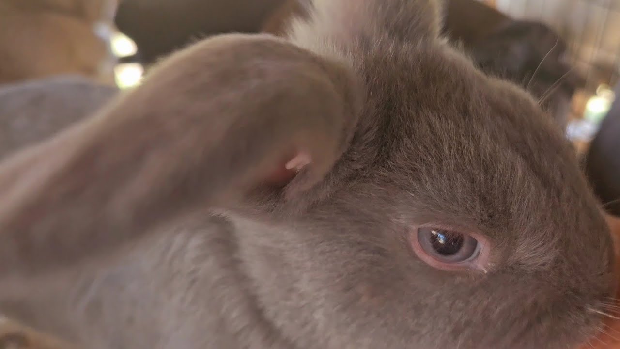 Homestead Rabbits, why we raise Tamuks here in the Texas heat #tamuk # ...