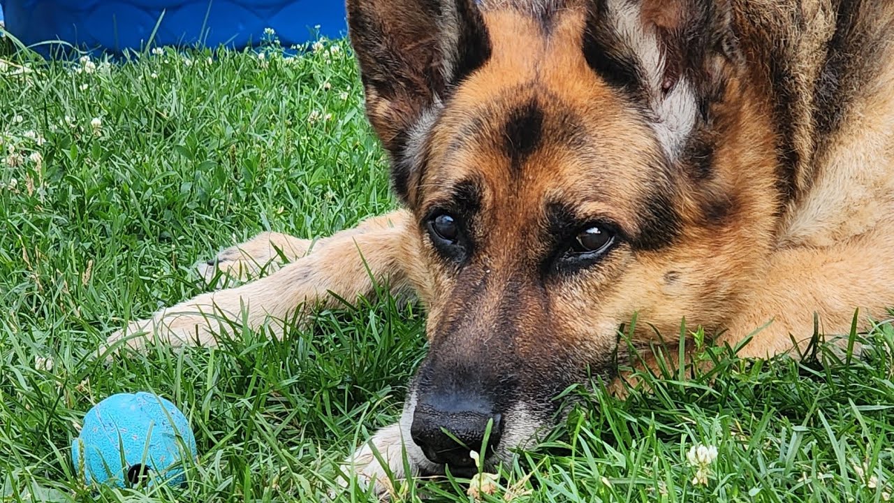 Otto & Ava: Always Loved...Never Forgotten. In memory of two of my best ...