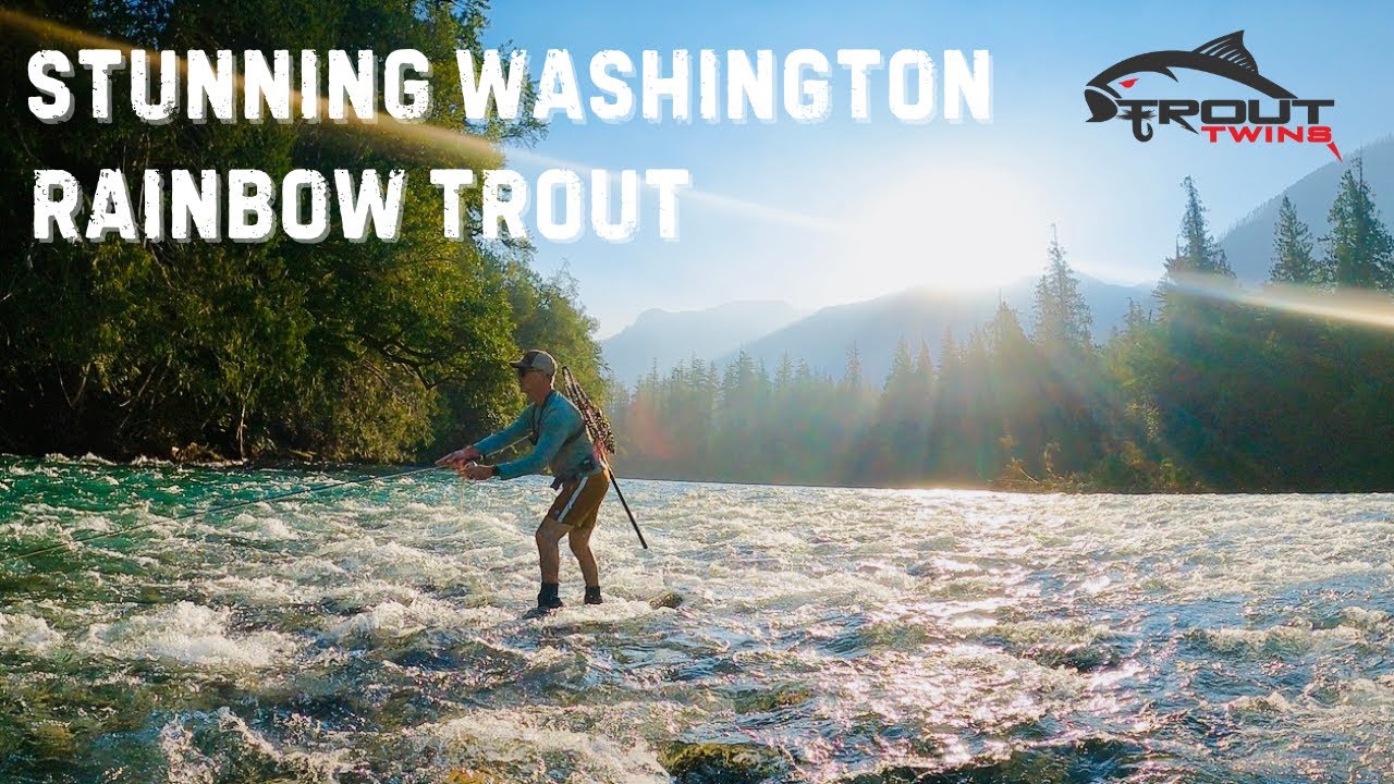 Stunning Washington Rainbow Trout - YouTube
