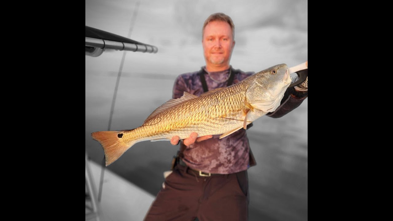 We got a real nice REDFISH fishing in Dunedin - YouTube