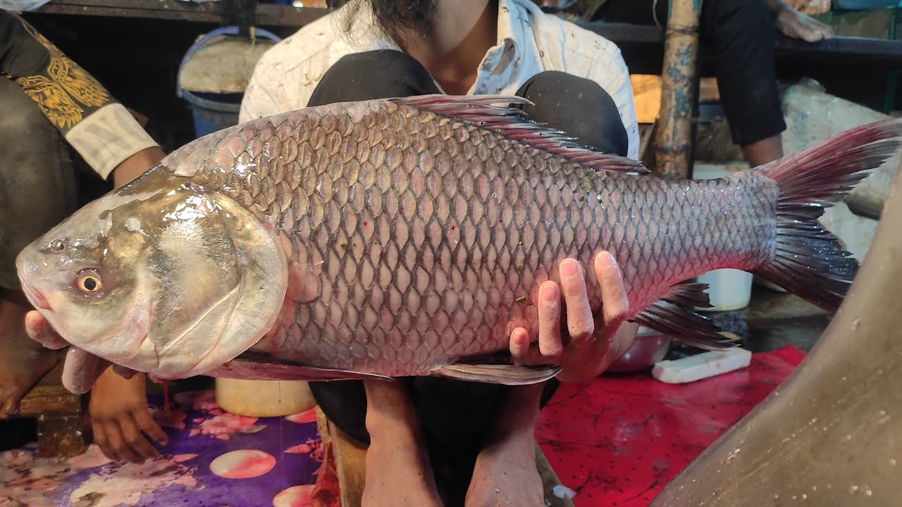 Katol Fish 5 KG 2,000 BDT (20$) | Big Fish Cutting Skill | Alamin Fish ...