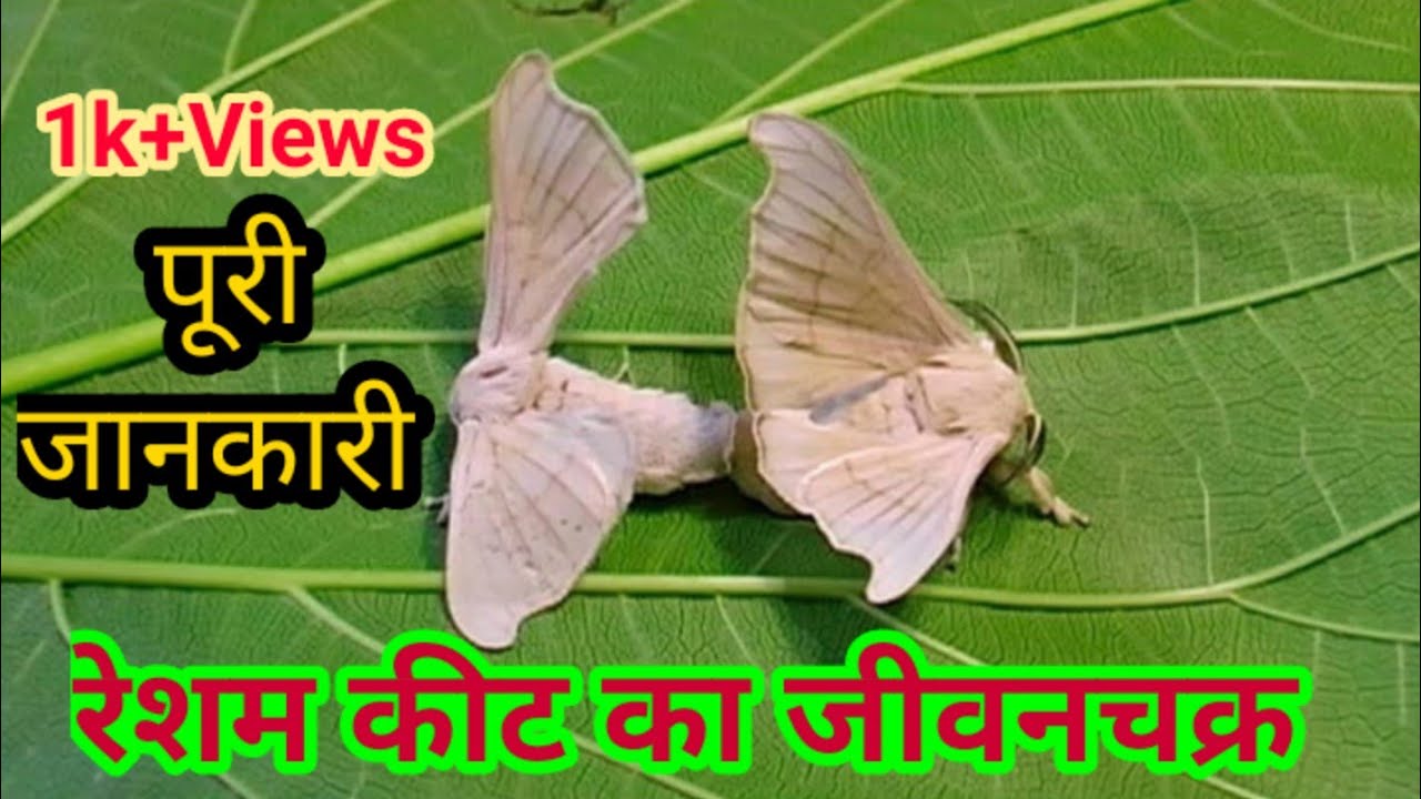 𝐓𝐡𝐞 𝐋𝐢𝐟𝐞 𝐂𝐲𝐜𝐥𝐞 𝐎𝐟 𝐀 𝐒𝐢𝐥𝐤𝐰𝐨𝐫𝐦 - रेशम कीट का जीवन चक्र / Resham Keet Ka ...