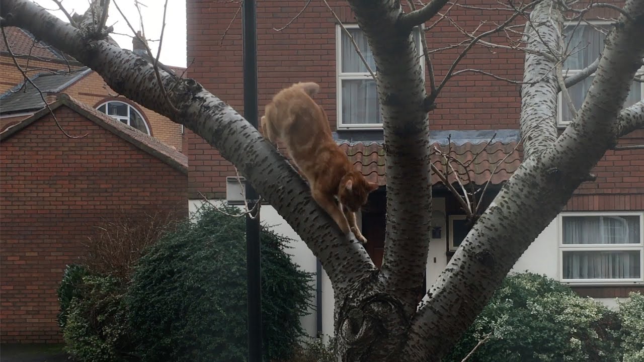 Cat falls down a tree - YouTube