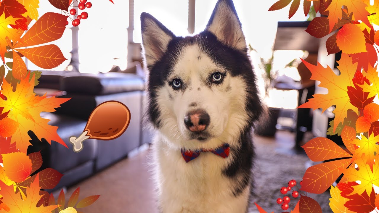 My Husky Enjoys Some Turkey On Thanksgiving Day! 🍗😋 - YouTube