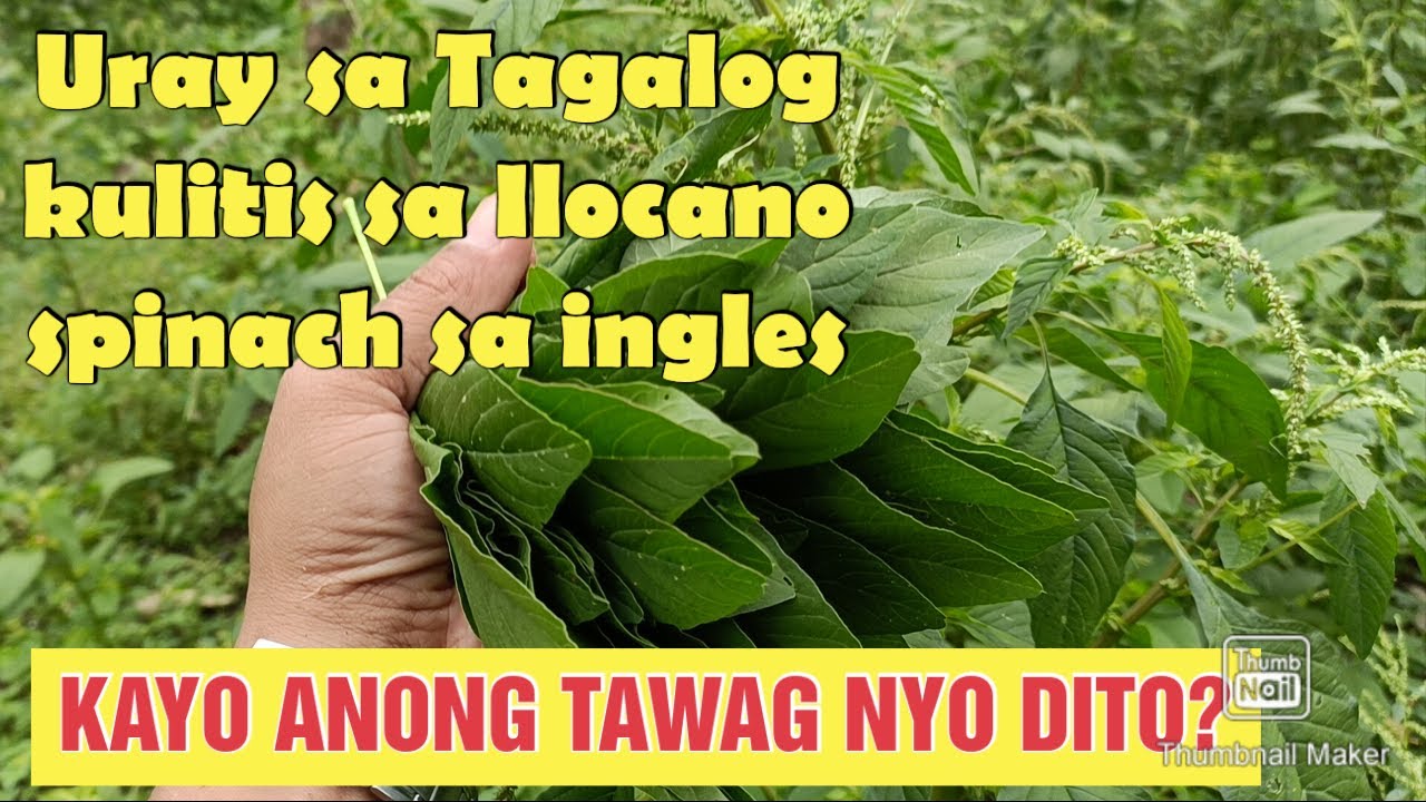 Uray sa Tagalog kulitis sa Ilocano, spinach sa ingles kayo anong tawag ...