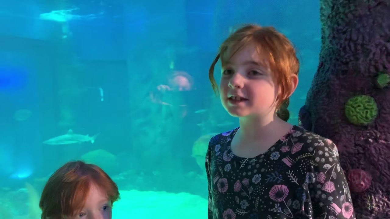 Emily Talbot talking about Black Tip Reef Sharks - YouTube