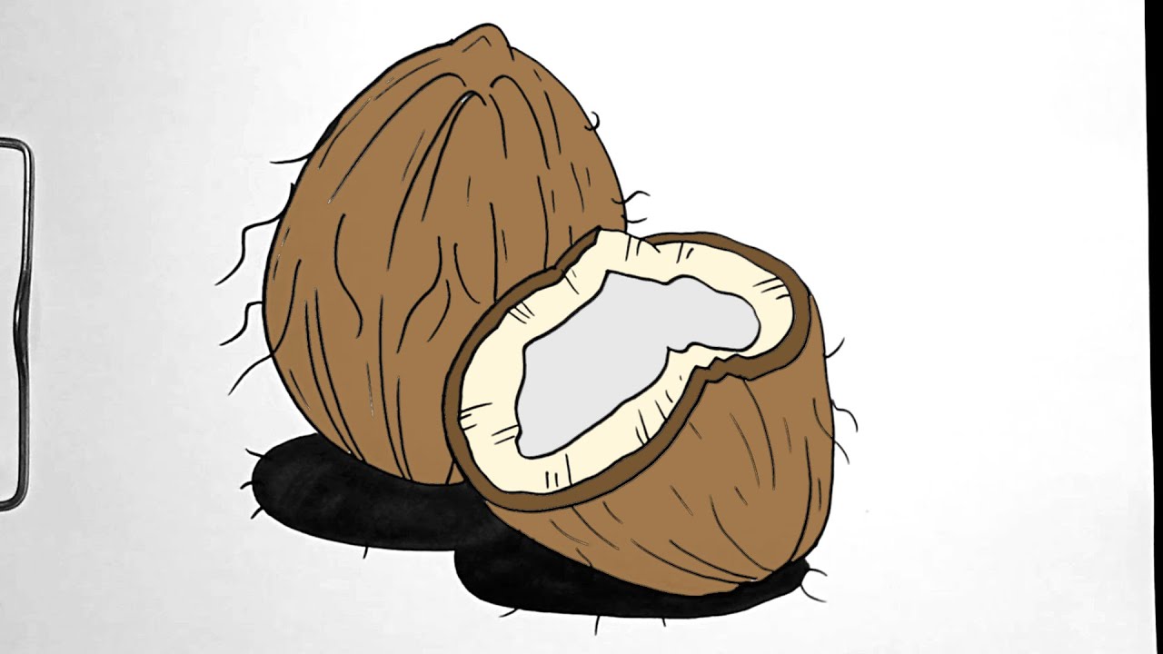How to Draw COCONUT in Easy Steps - YouTube