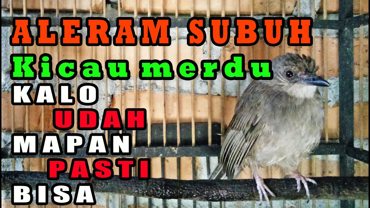 Merbah belukar mata merah gacor aleram subuh,sungguh merdu suaranya ...