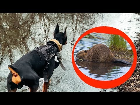 Doberman Chases Wild Beaver! (Stranger Danger) Dog Vlog - YouTube