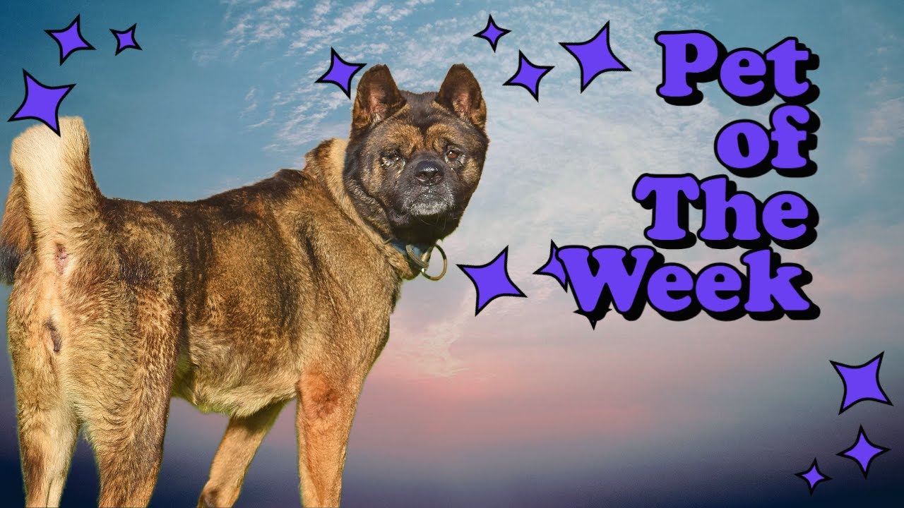 Pet of the Week Featuring Annabell - YouTube