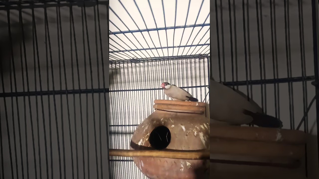 Fan Java #pet #parrotspeak #animalphotos#java #fan java#java #song # ...