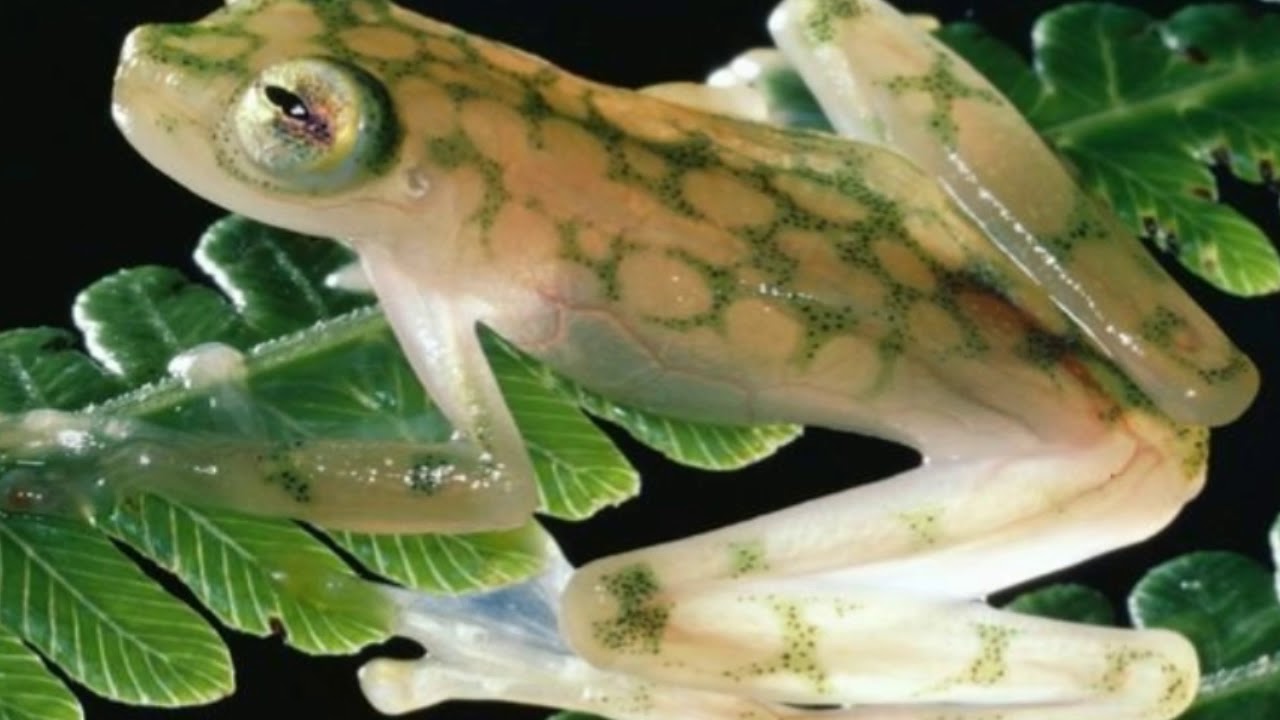Glass Frog Facts Interesting Facts About Glass Frog Facts About Glass glass-frog-facts-interesting-facts-about-glass-frog-facts-about-glass