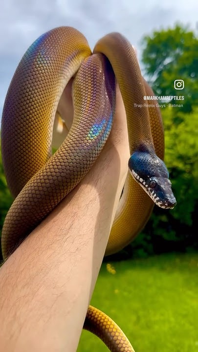 Northern White Lipped Python - YouTube