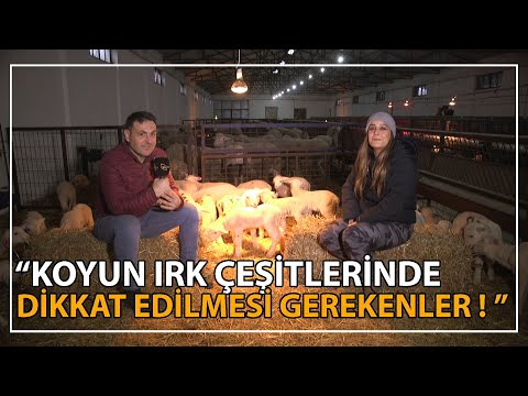 Koyun Çiftliğinde IRK Seçiminin Önemi !