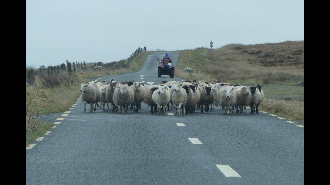 Irish traffic jam (Irlandzki korek) - YouTube