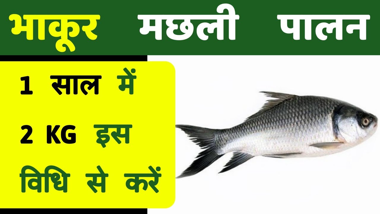 भाकूर मछली पालन ऐसे करें ।। कम समय में अधिक वजन ऐसे करें ।। bhakur मछली ...