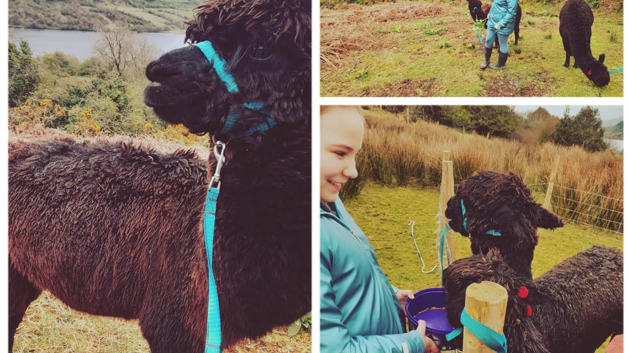 Our trip to Glencar Alpacas - YouTube