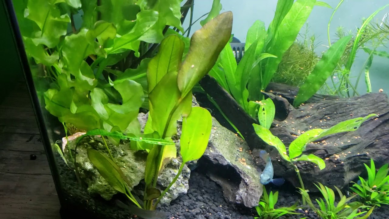 Dwarf Pike Cichlid Hodurian Red point tank rescape - YouTube