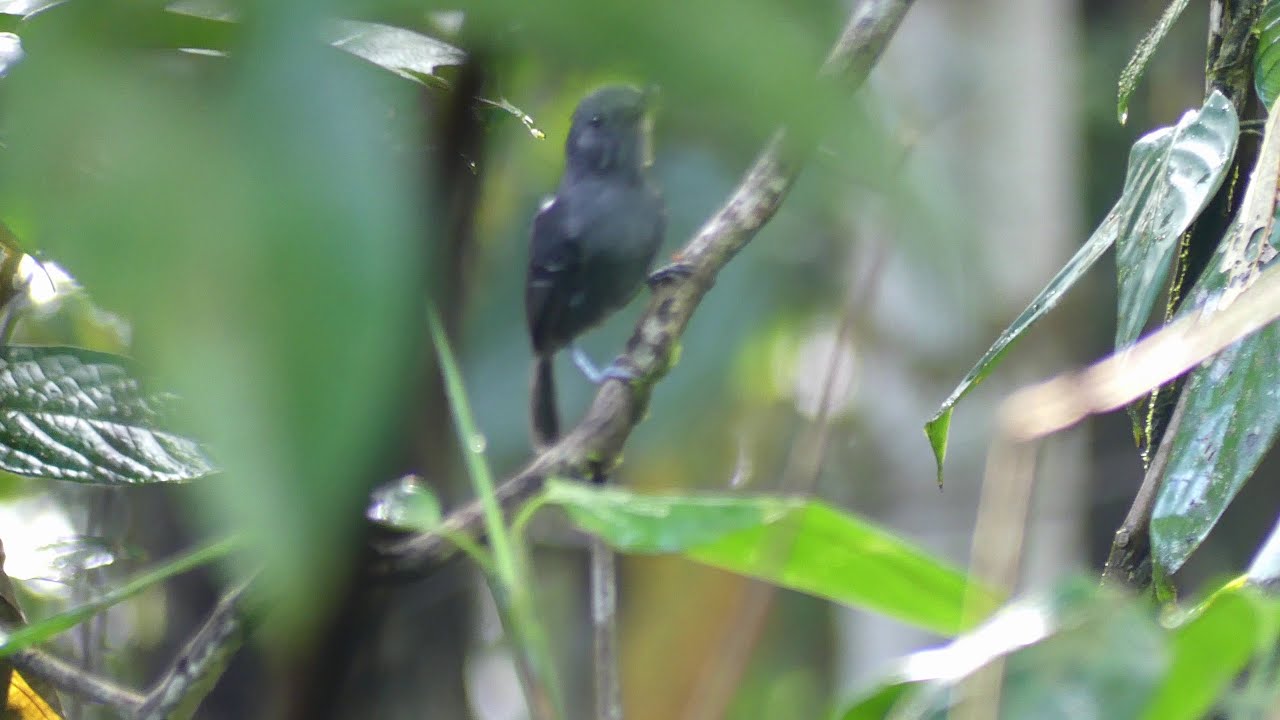 Dusky Antbird (Cercomacroides tyrannina saturatior) male singing ...