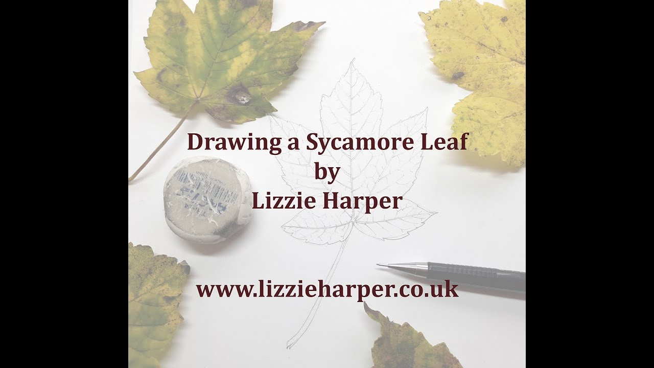 Drawing a Sycamore Leaf - YouTube
