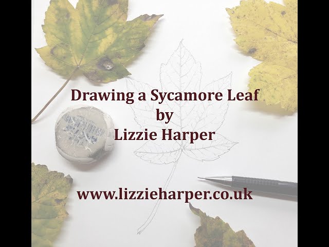 Sycamore Tree Leaf Drawing
