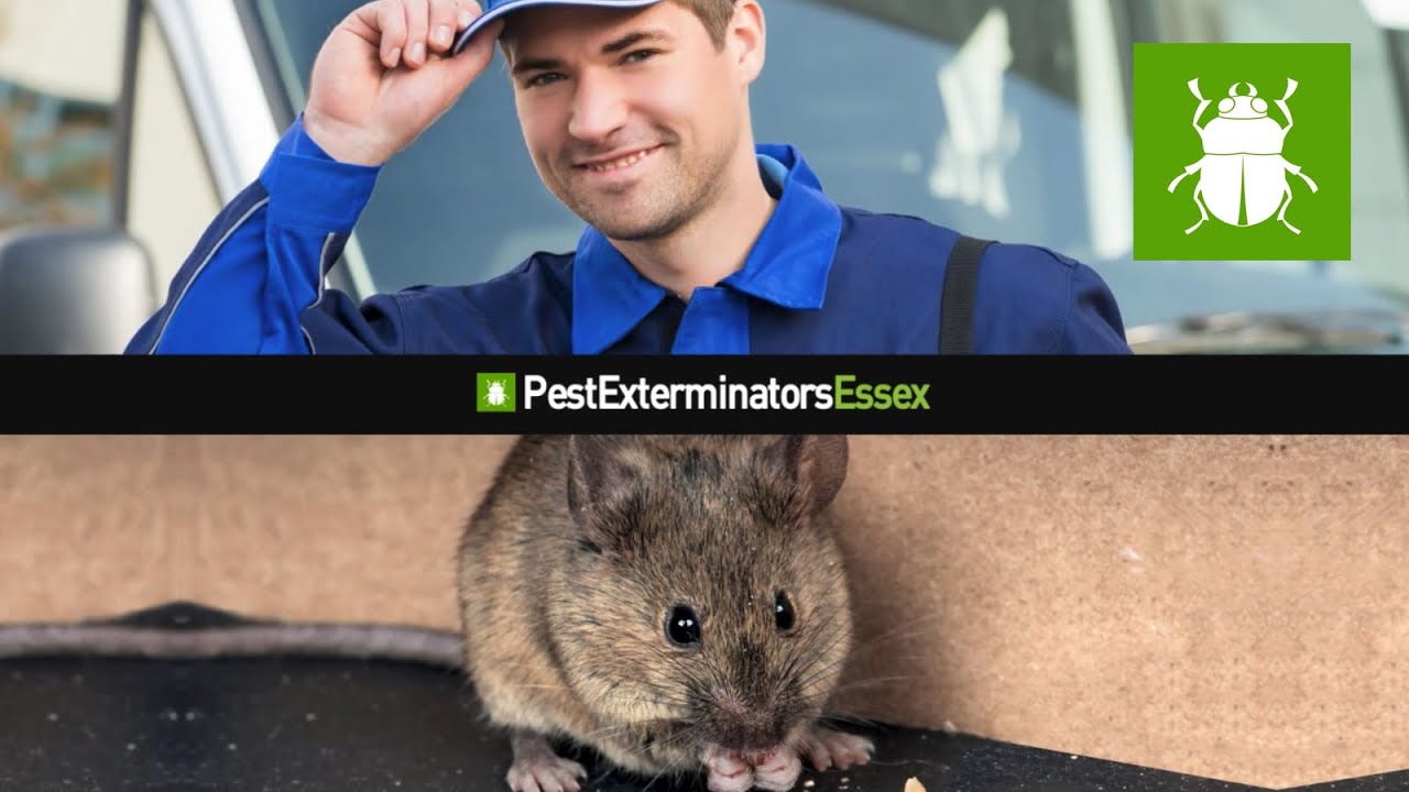 24 Hour Reliable Pest Control in Essex | Pest Exterminators Essex - YouTube