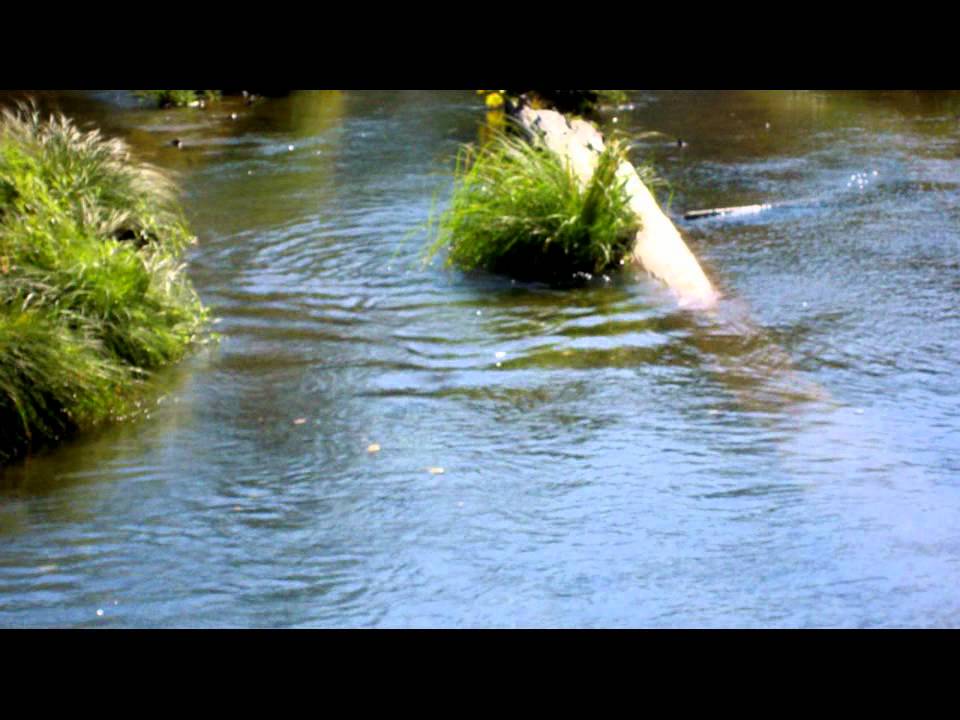 Big Salmon Up Shallow Riffle, Mad R., Humboldt - YouTube