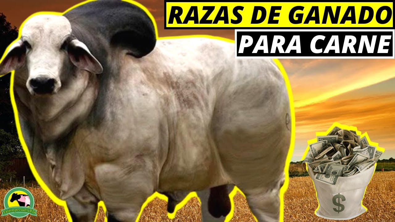 Las 5 MEJORES Razas De GANADO Para ENGORDAR - YouTube