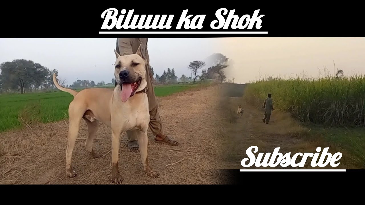 my first vilog biluu ka Shok kry #foryou #pitbull #doglover #animals ...