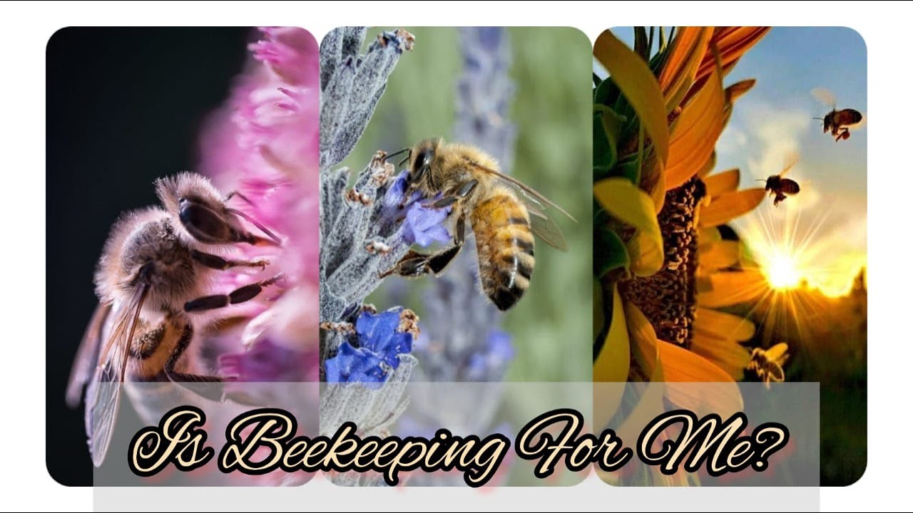 Are you Thinking About Beekeeping? Bees make Wonders & I do Love Honey ...