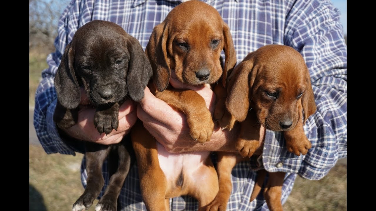 Frisky little 4.5 week REDBONE x BEAGLE PUPPIES - YouTube