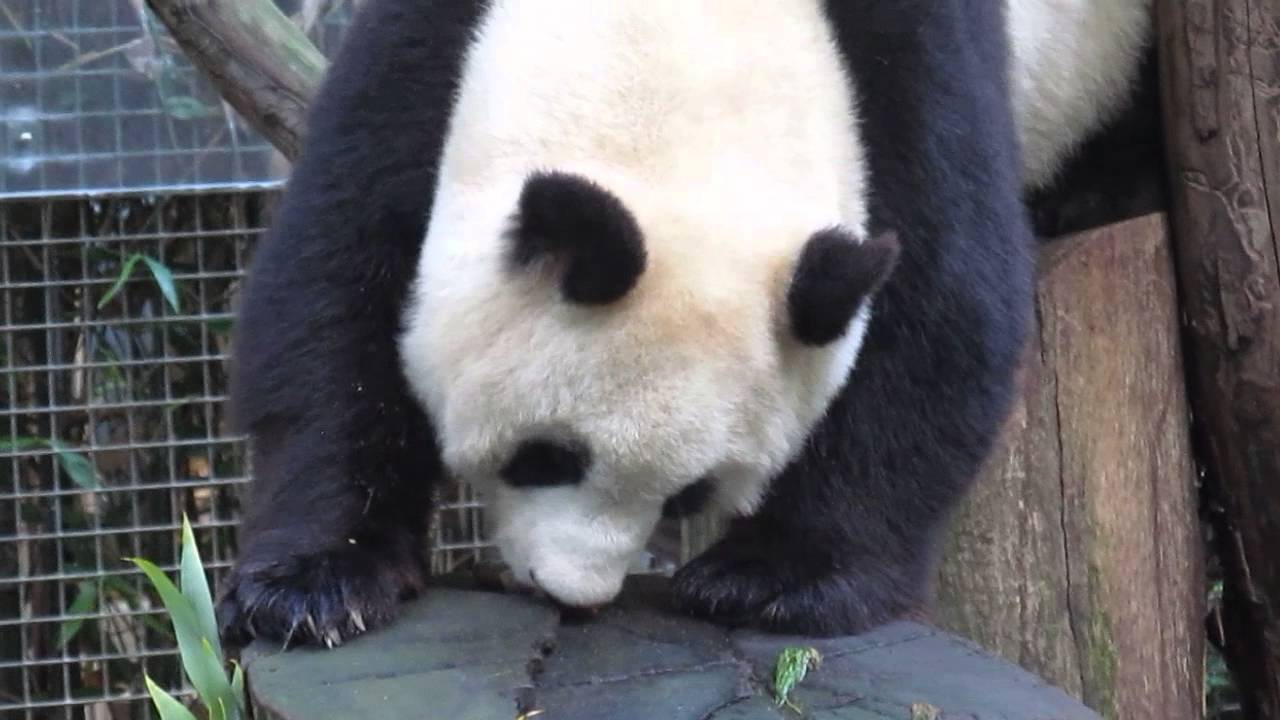 Bai Yun - Early Morning With Pandas Tour at San Diego Zoo - Oct. 2 ...